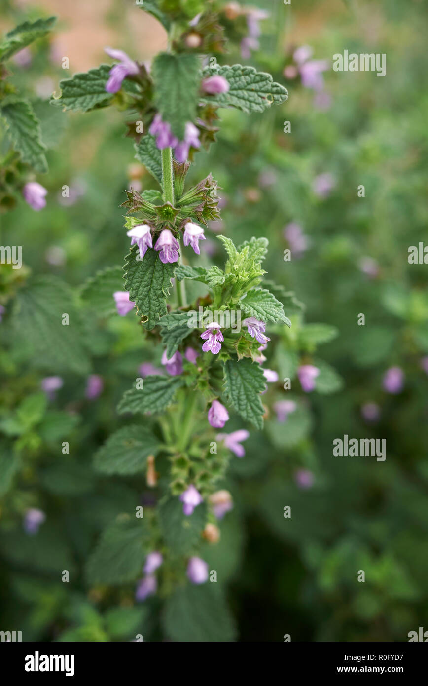 Ballota nigra close up Stock Photo - Alamy