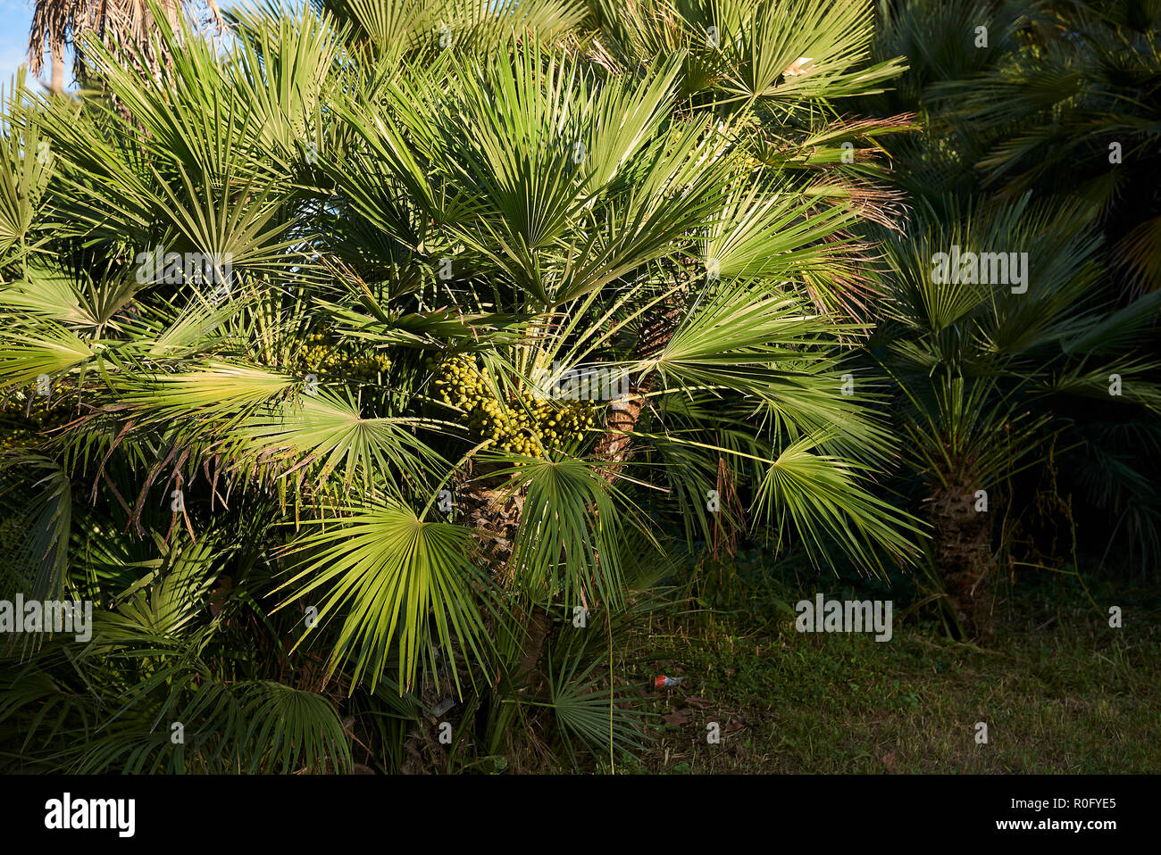 Chamaerops humilis european fan palm hi-res stock photography and images - Alamy