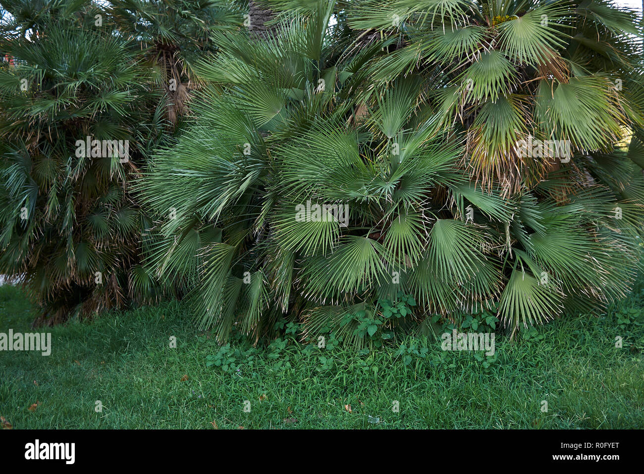 Chamaerops humilis european fan palm hi-res stock photography and images - Alamy
