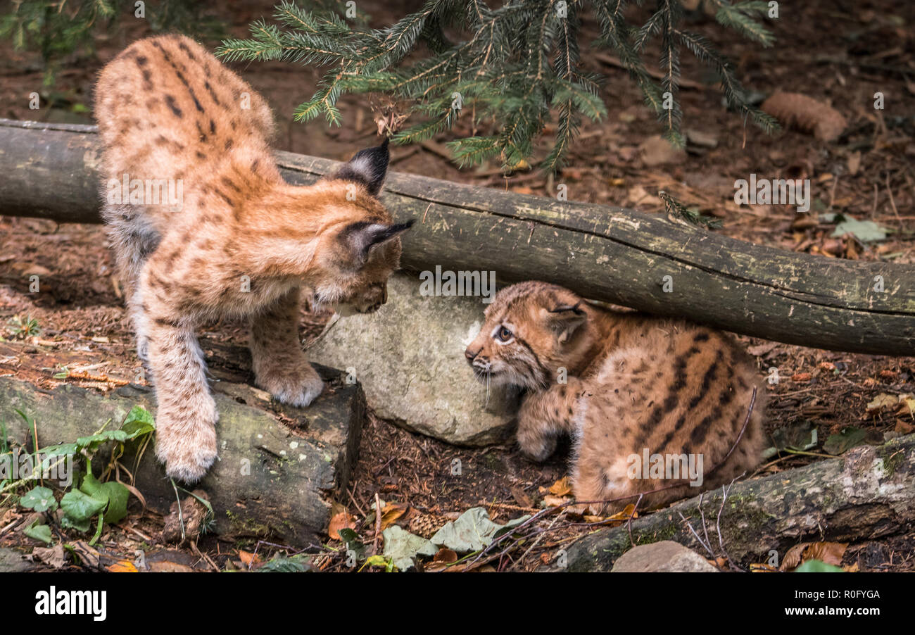 The Eurasian lynx is a medium-sized wild cat native to Siberia, Central ...