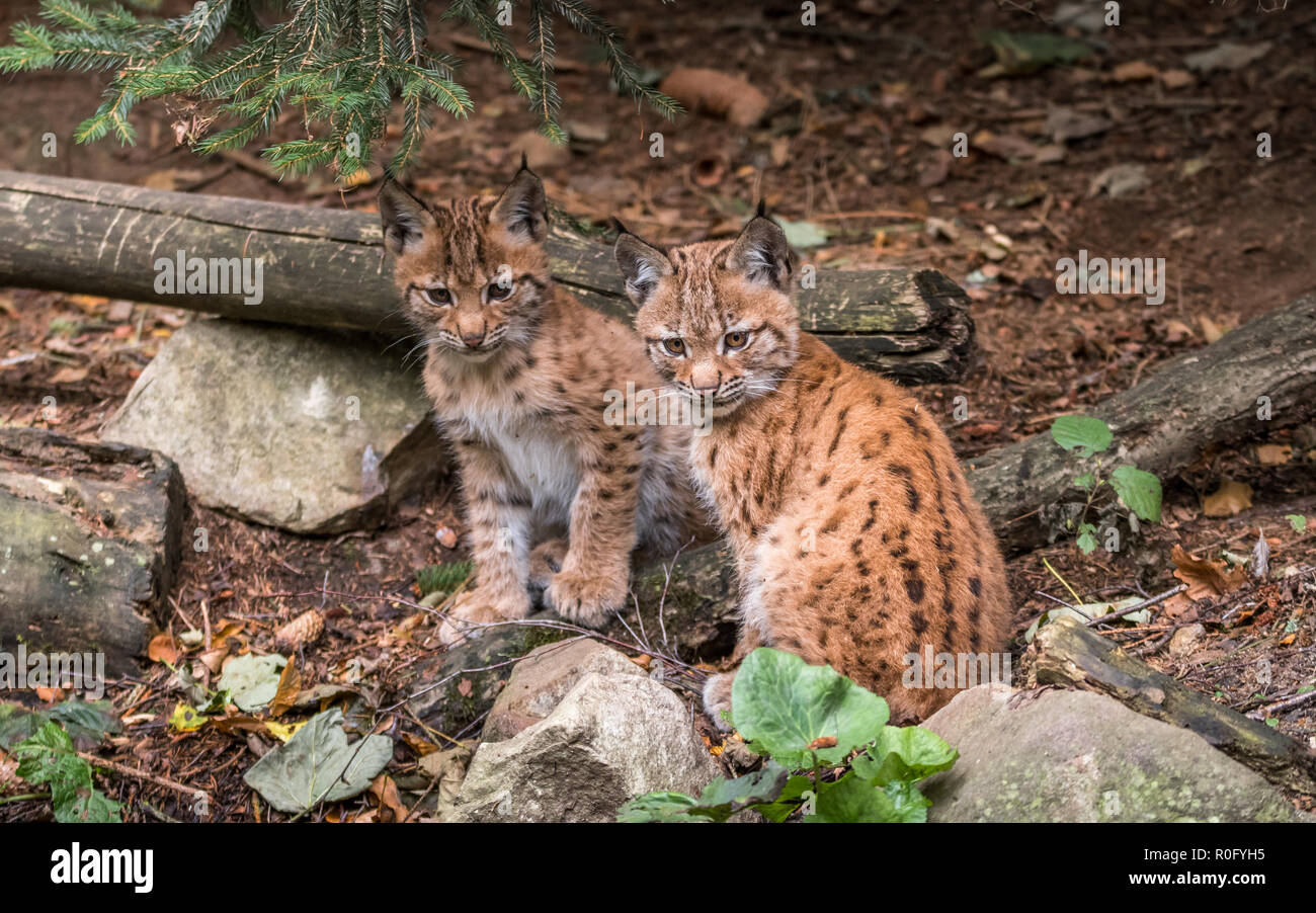 The Eurasian lynx is a medium-sized wild cat native to Siberia, Central ...