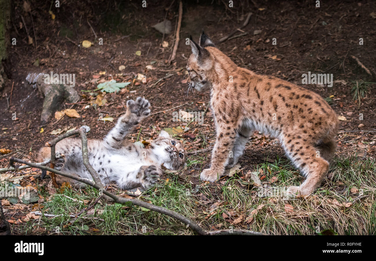 The Eurasian lynx is a medium-sized wild cat native to Siberia, Central ...