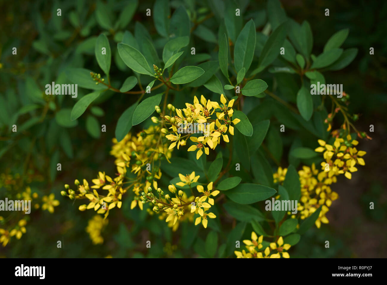 Malpighia glauca hi-res stock photography and images - Alamy
