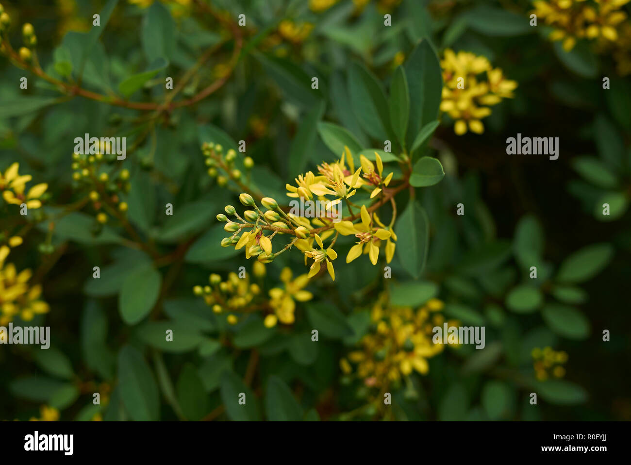Galphimia glauca branch with yellow flowers Stock Photo - Alamy
