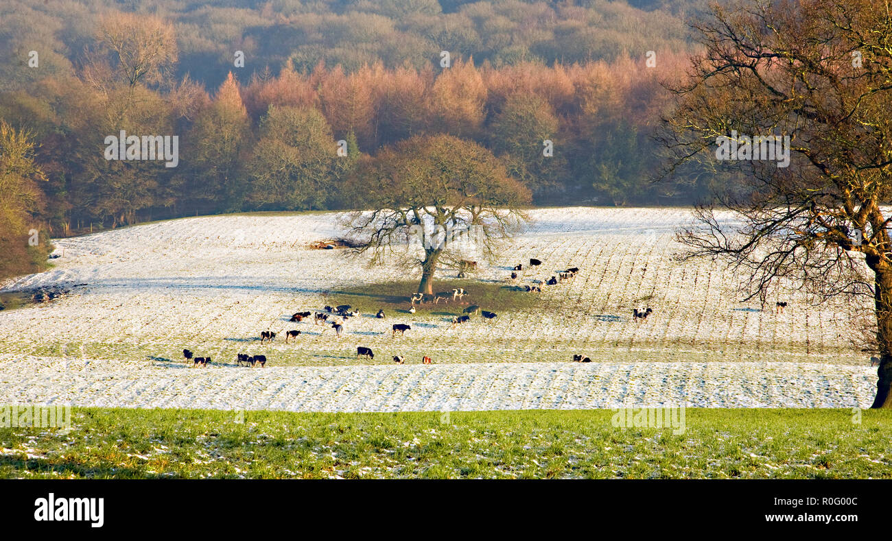 Grazing fields covered in snow hi-res stock photography and images - Alamy