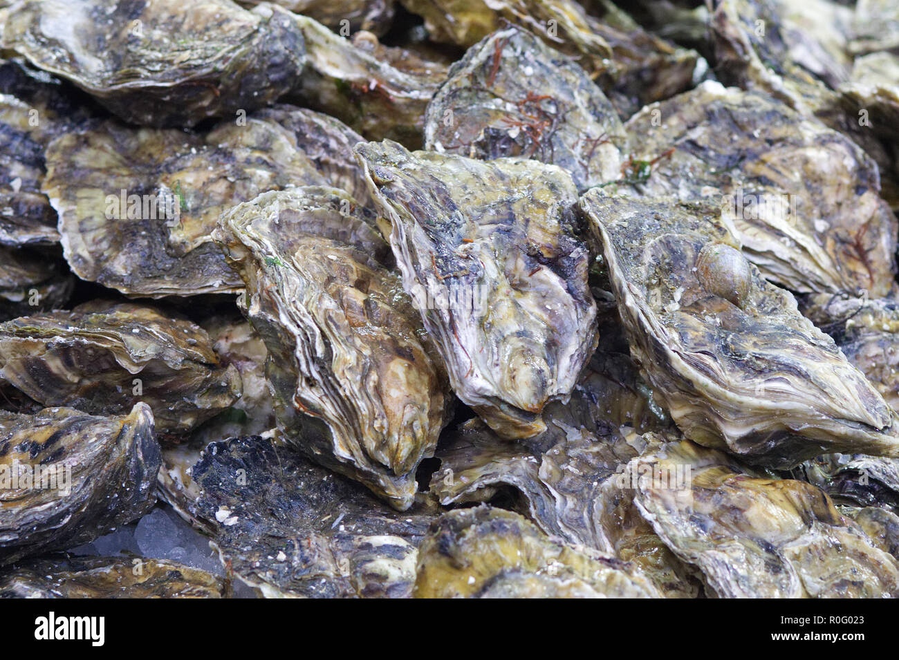 Oysters in shells, Pilgrim oyster Stock Photo - Alamy