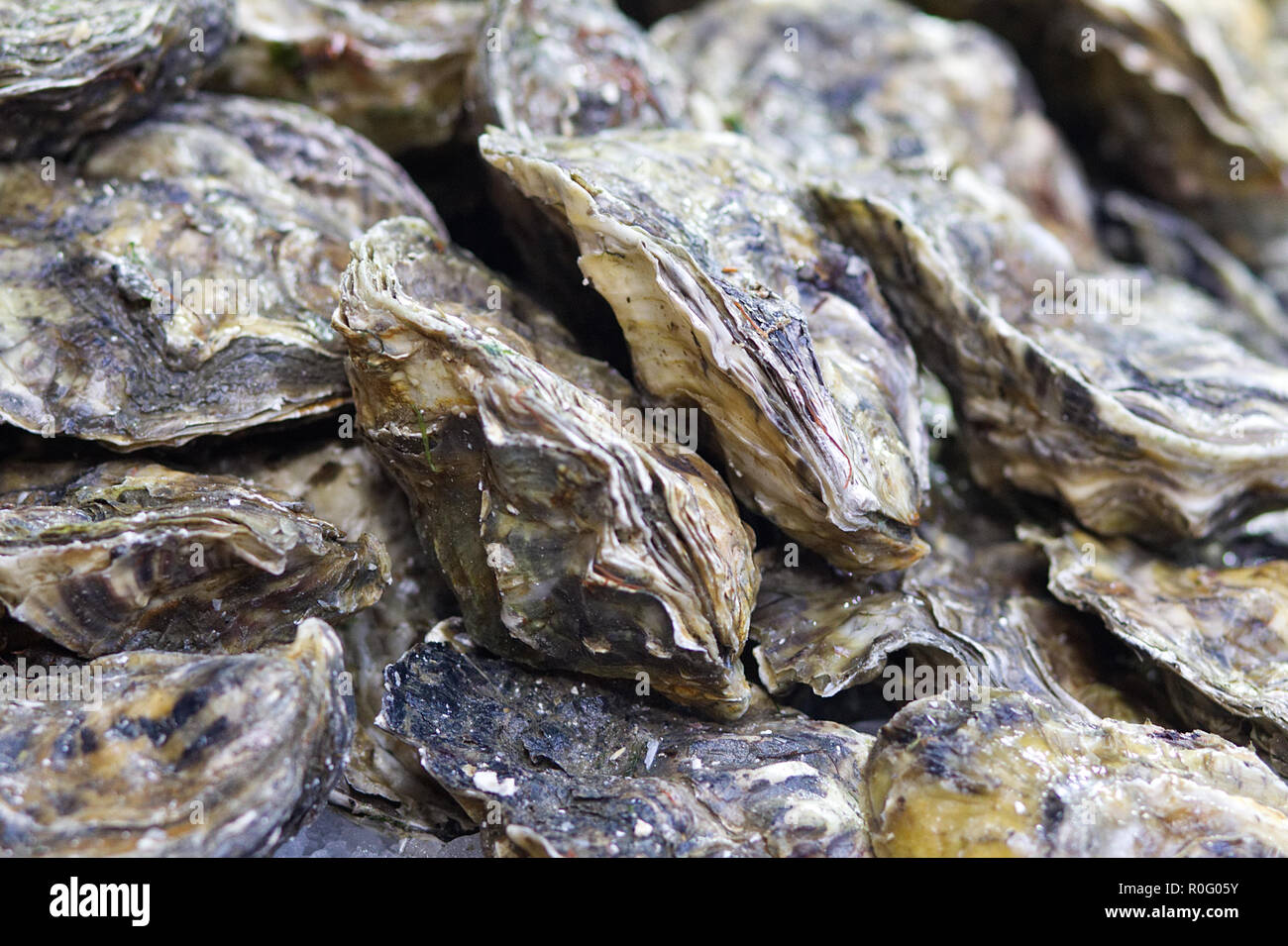 Oysters in shells hi-res stock photography and images - Alamy