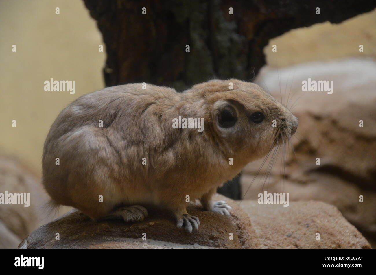 Common gundi (Ctenodactylus gundi Stock Photo - Alamy