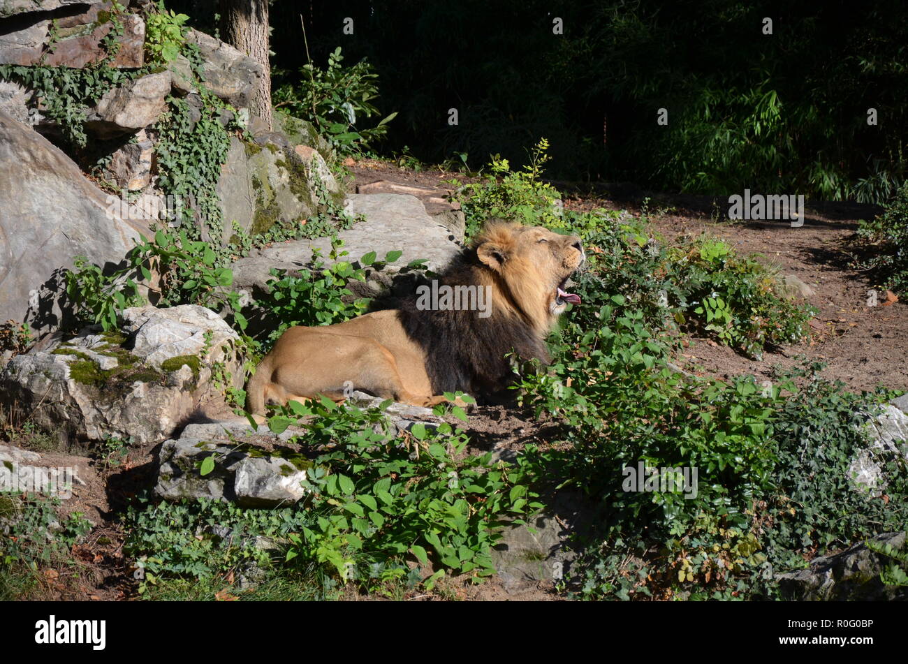 The lion relaxing in the Zoo Stock Photo - Alamy