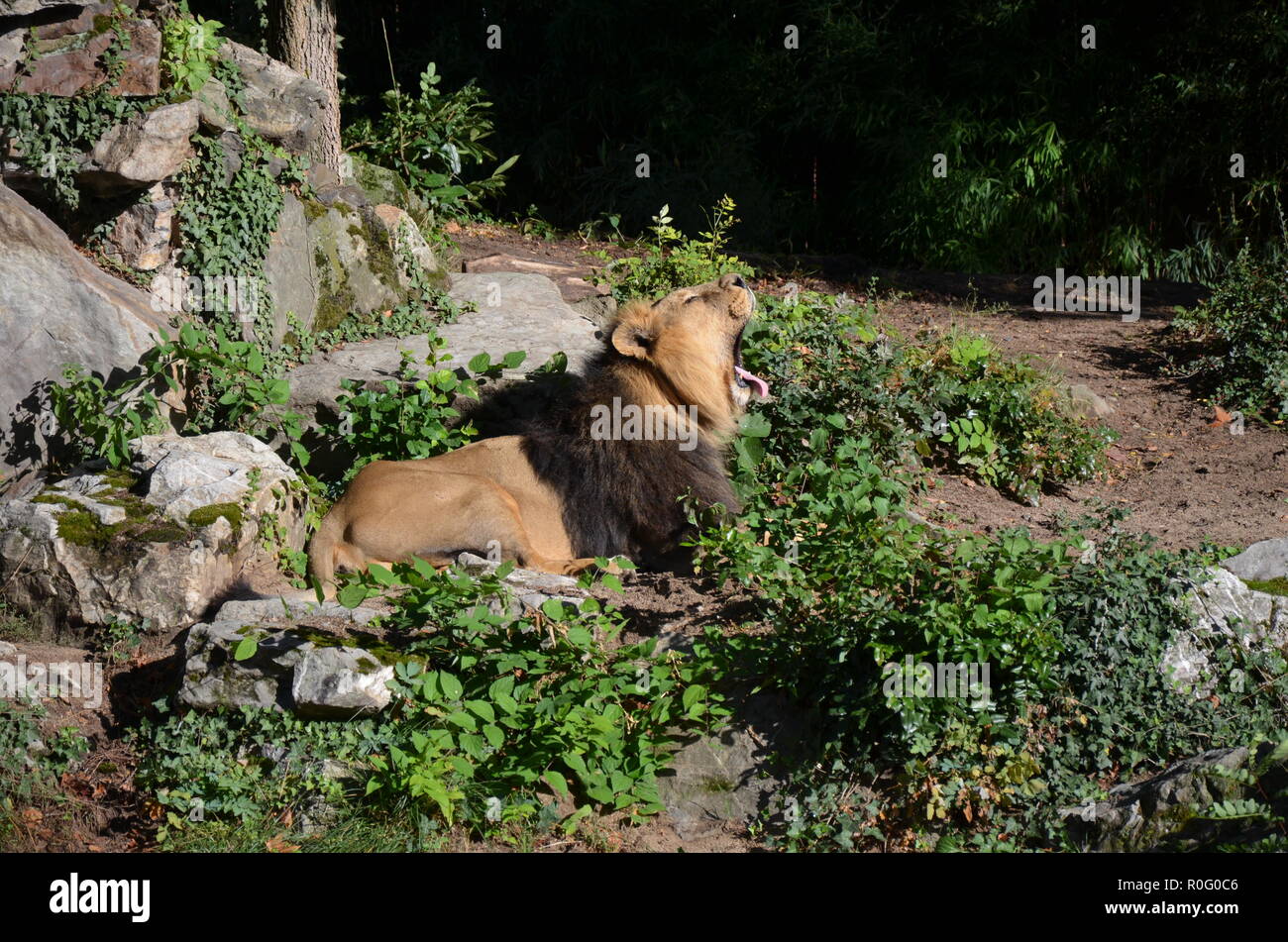The lion relaxing in the Zoo Stock Photo - Alamy