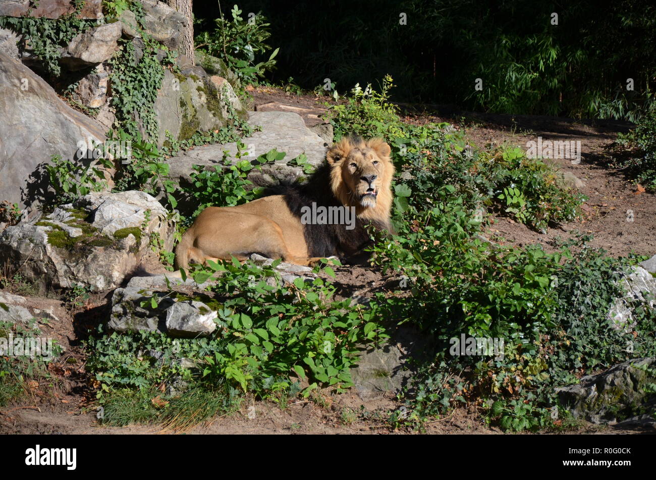 The lion relaxing in the Zoo Stock Photo - Alamy