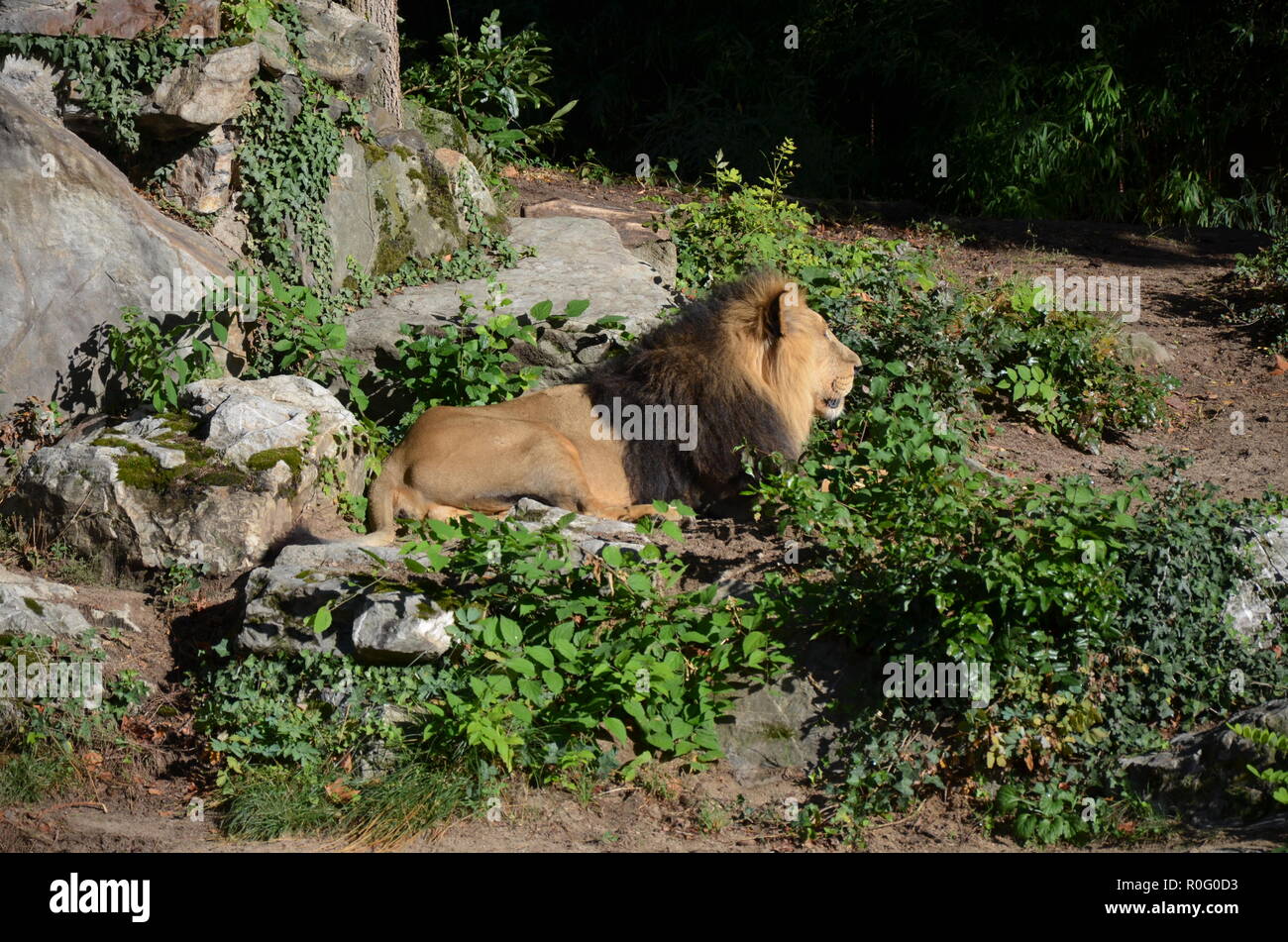 The lion relaxing in the Zoo Stock Photo - Alamy