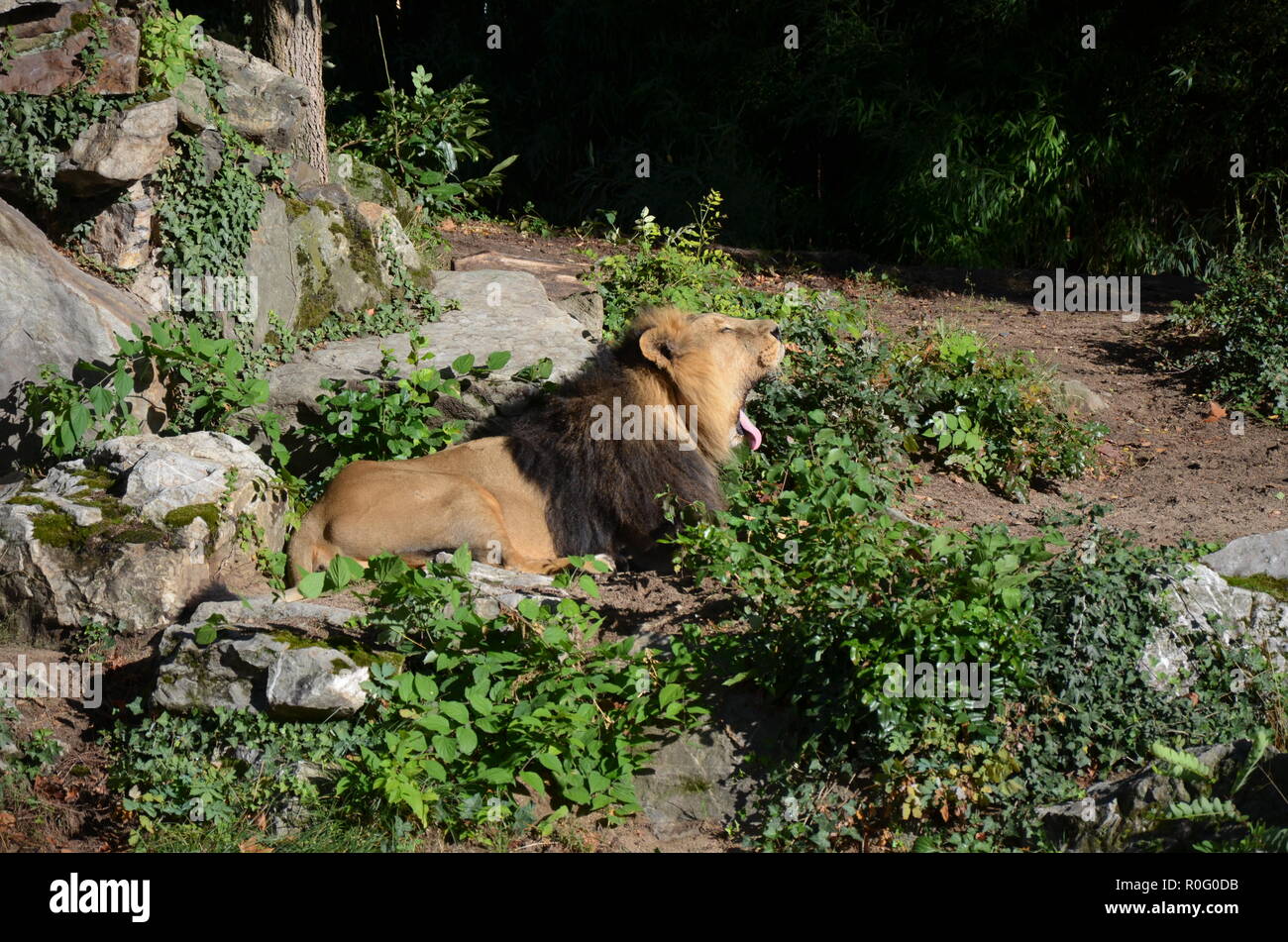 The lion relaxing in the Zoo Stock Photo - Alamy