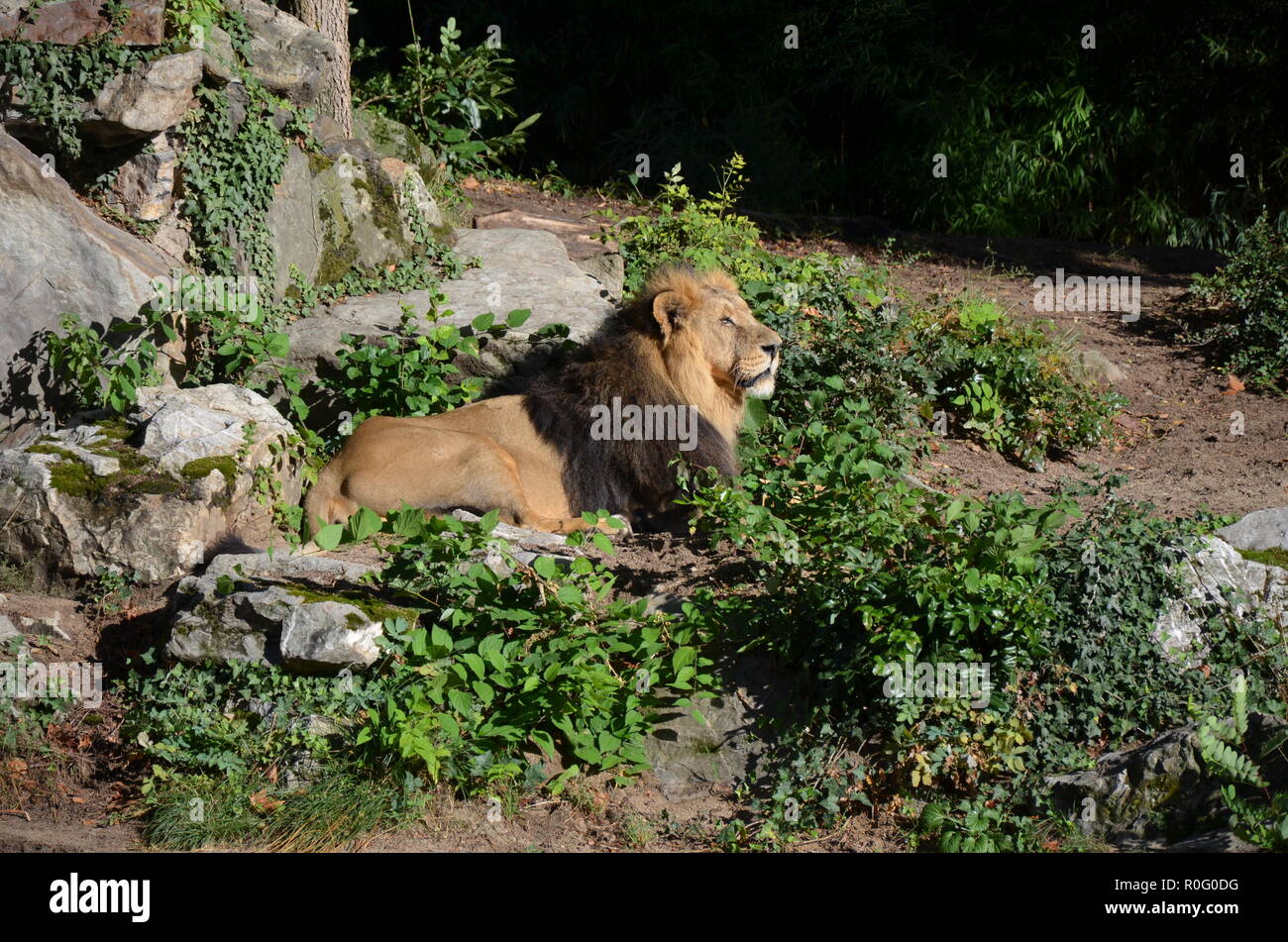 The lion relaxing in the Zoo Stock Photo - Alamy
