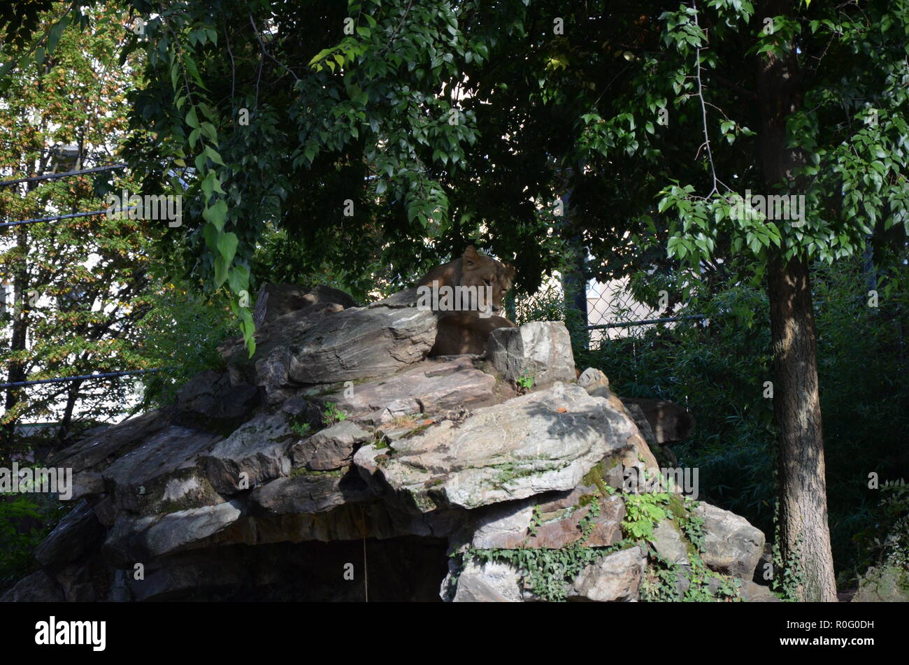 The lion relaxing in the Zoo Stock Photo - Alamy