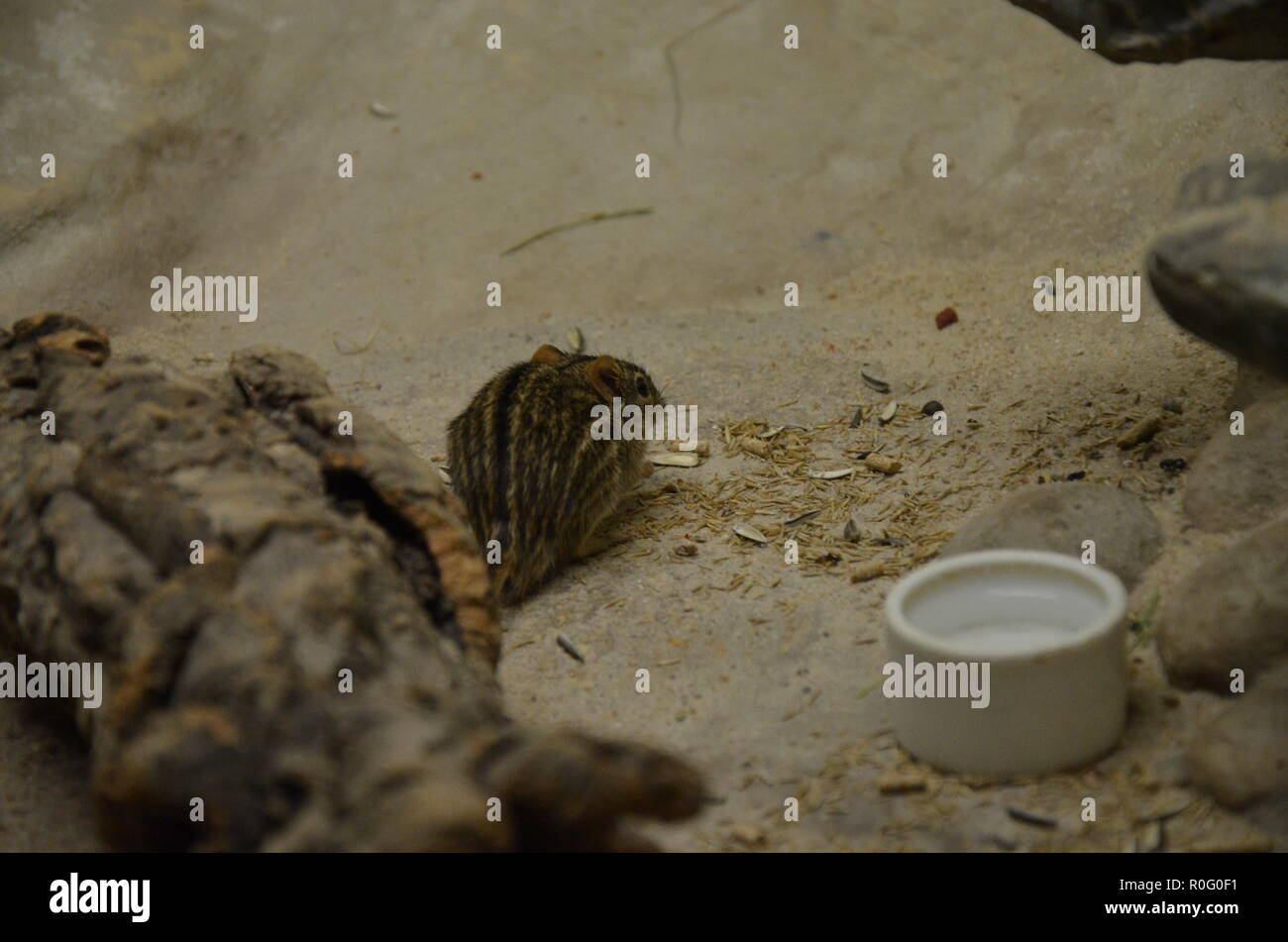 African striped grass mouse hi-res stock photography and images - Alamy