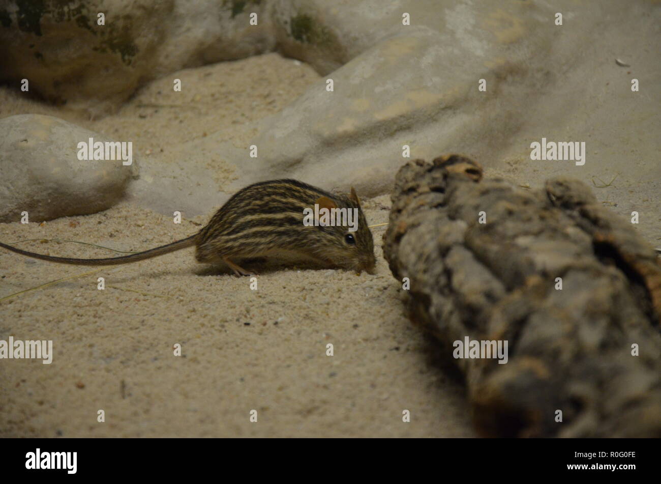 African striped grass mouse hi-res stock photography and images - Alamy