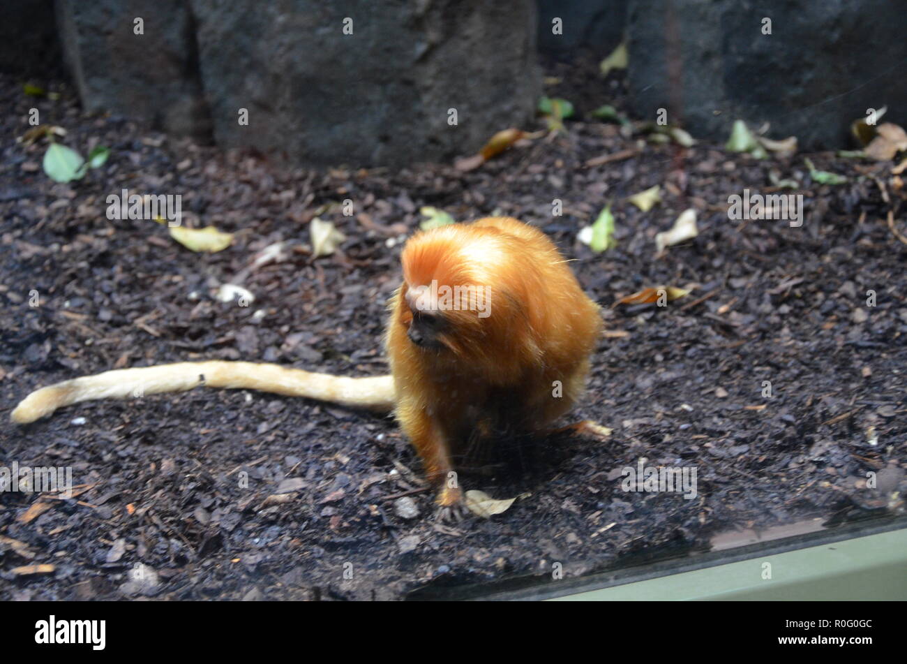 Golden lion tamarins group hi-res stock photography and images - Alamy