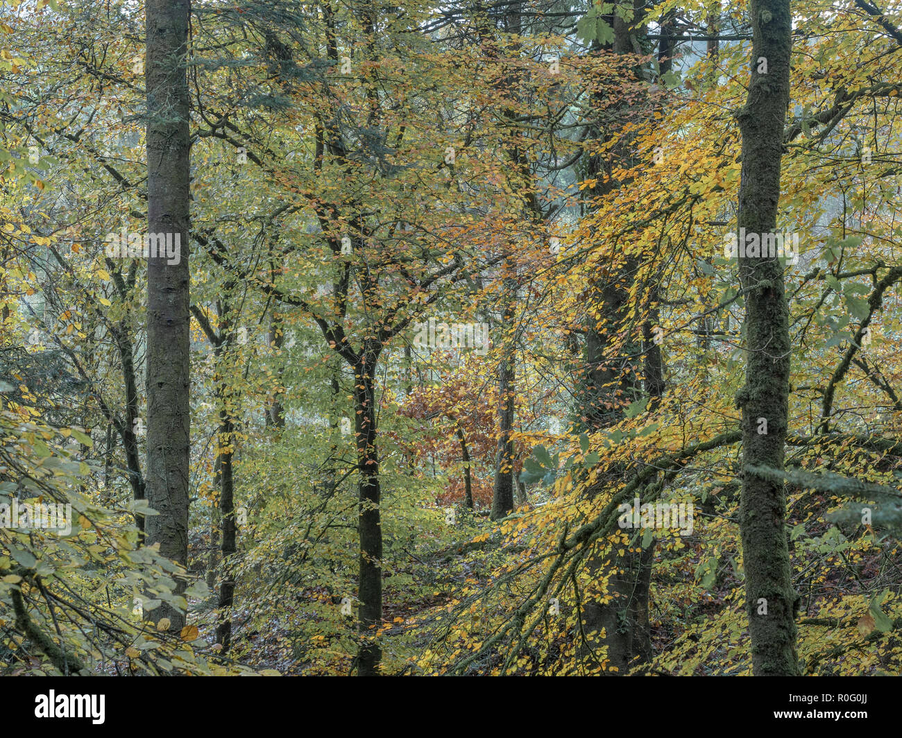Autumn or fall colour or color, Cwm Ffynonne, Wales Stock Photo - Alamy