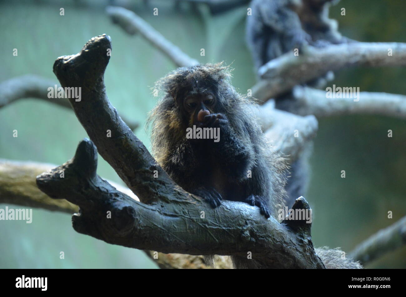 White-faced Saki Monkey Stock Photo - Alamy