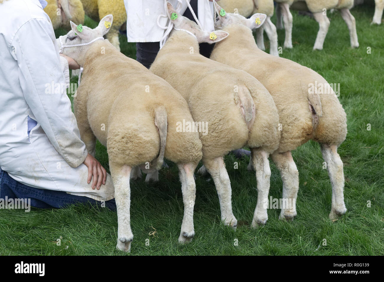 Showing bums hi-res stock photography and images - Alamy