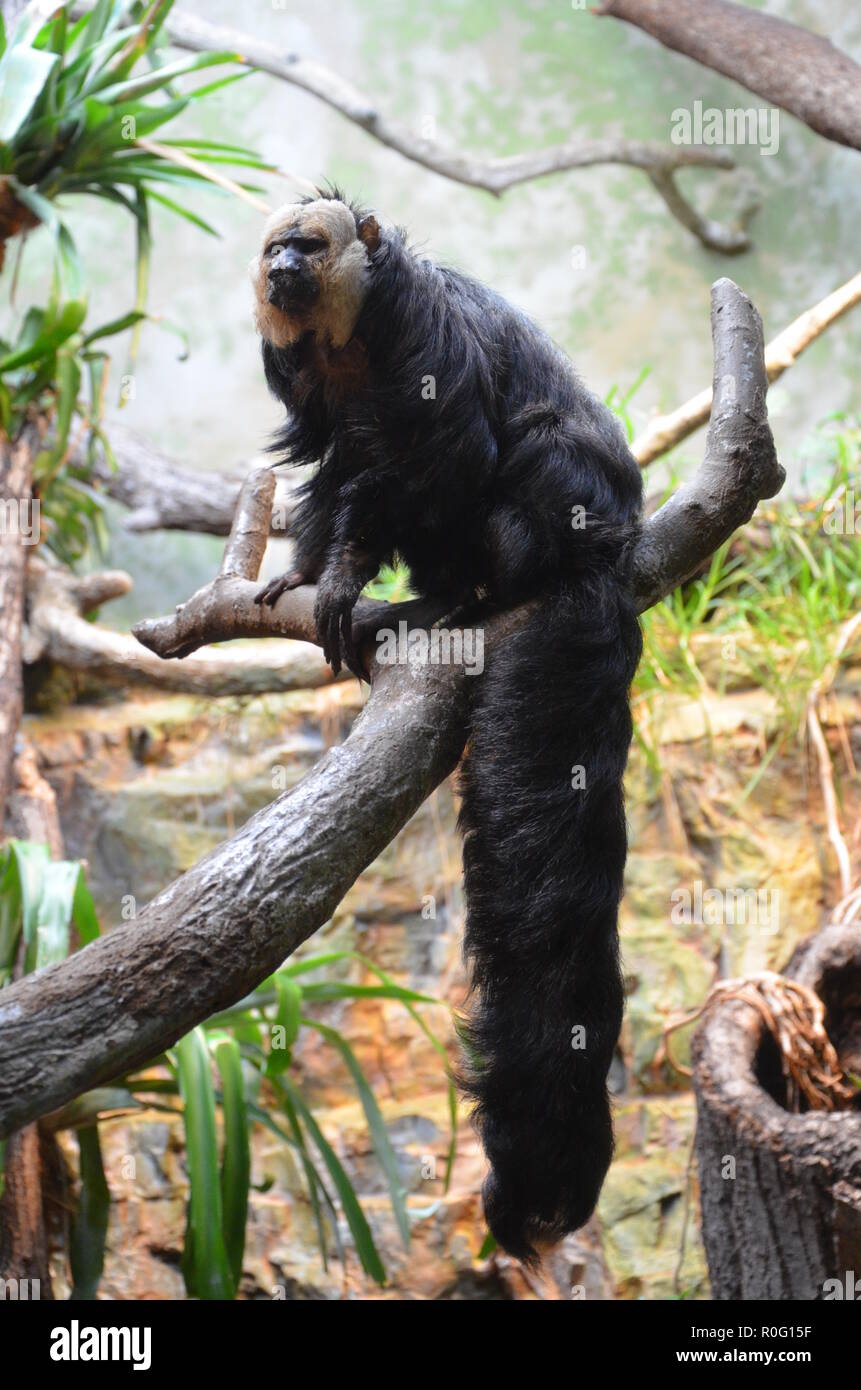 White-faced Saki Monkey Stock Photo - Alamy
