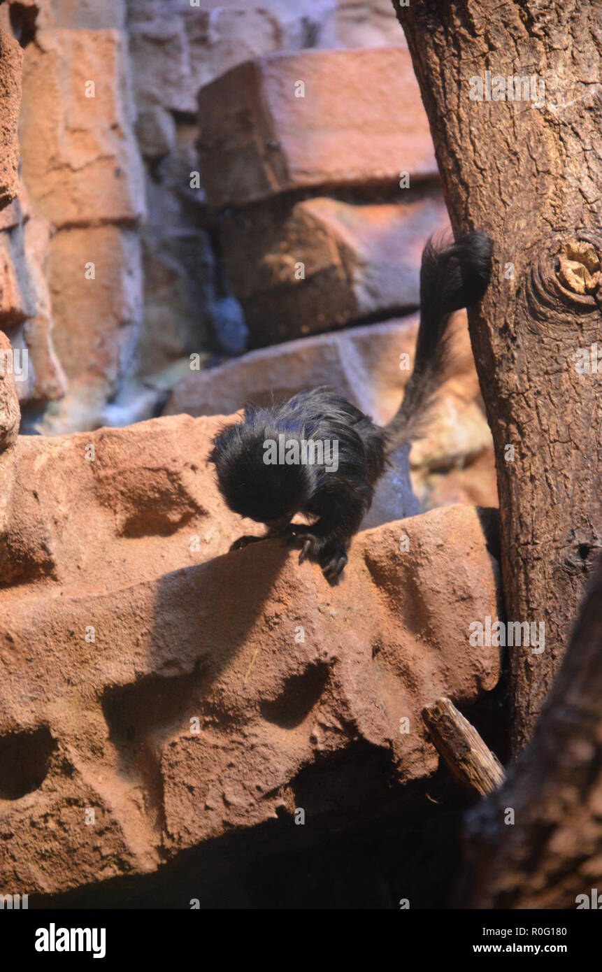 Monkey genitals hi-res stock photography and images - Alamy