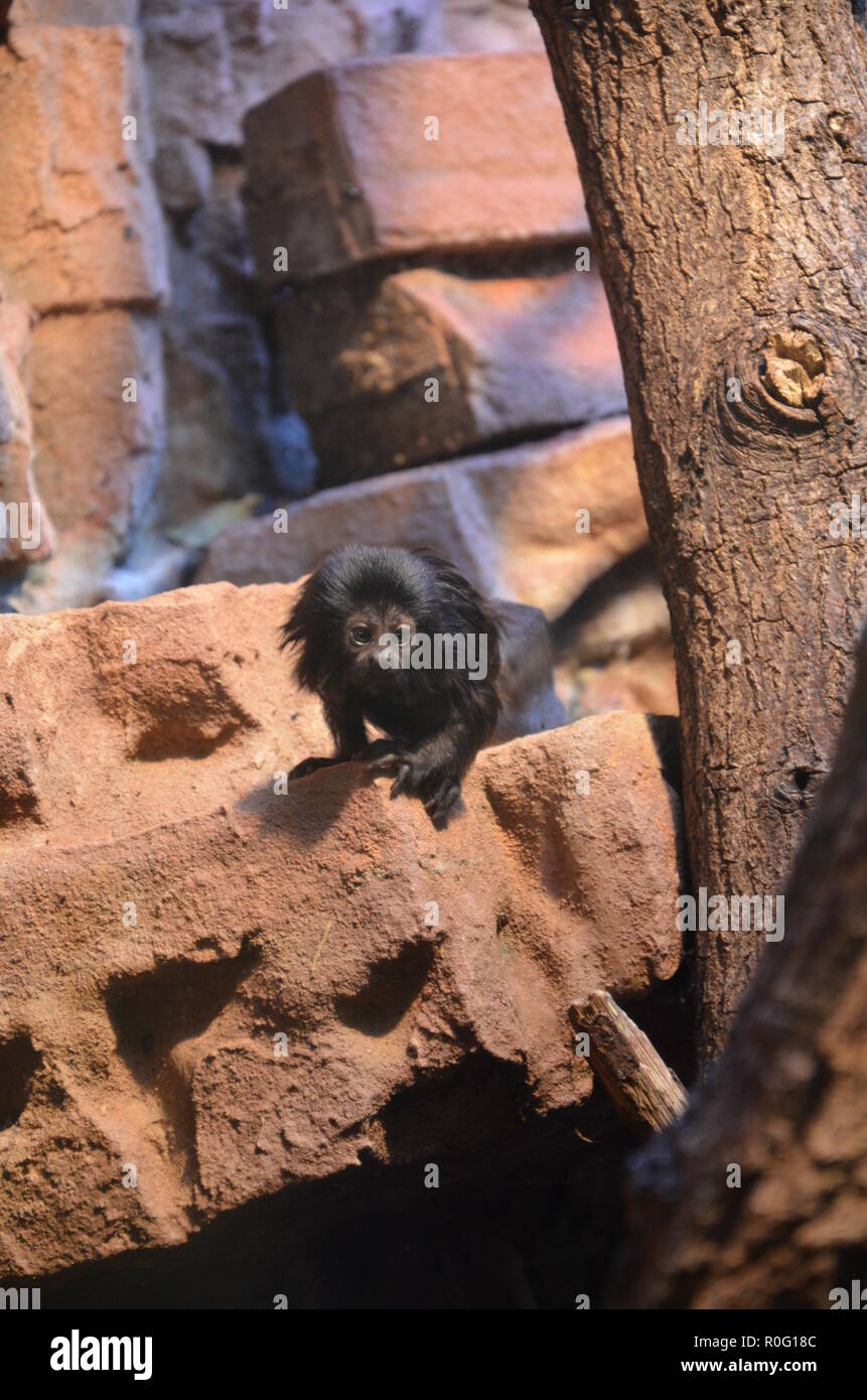 Monkey genitals hi-res stock photography and images - Alamy