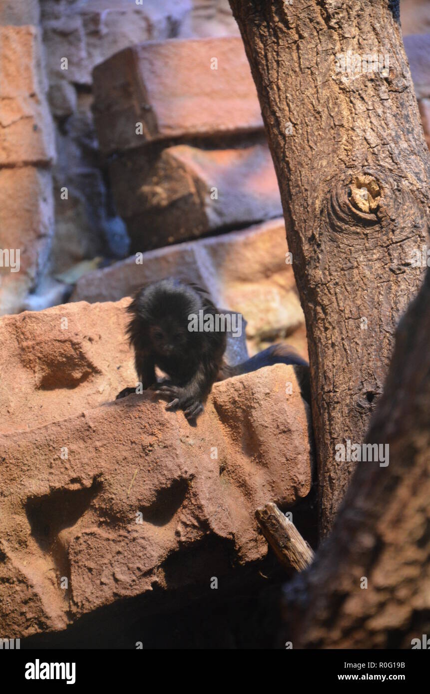 Monkey genitals hi-res stock photography and images - Alamy
