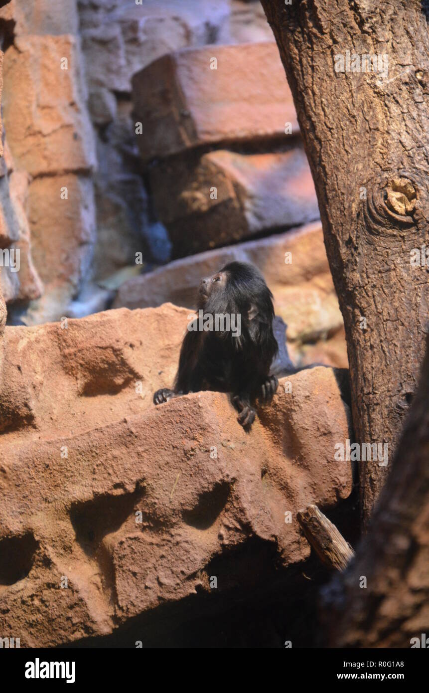 Monkey genitals hi-res stock photography and images - Alamy