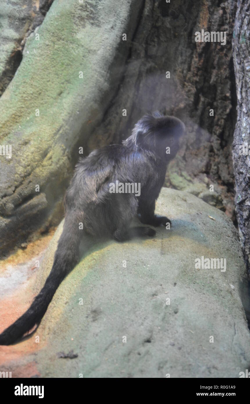 Monkey genitals hi-res stock photography and images - Alamy