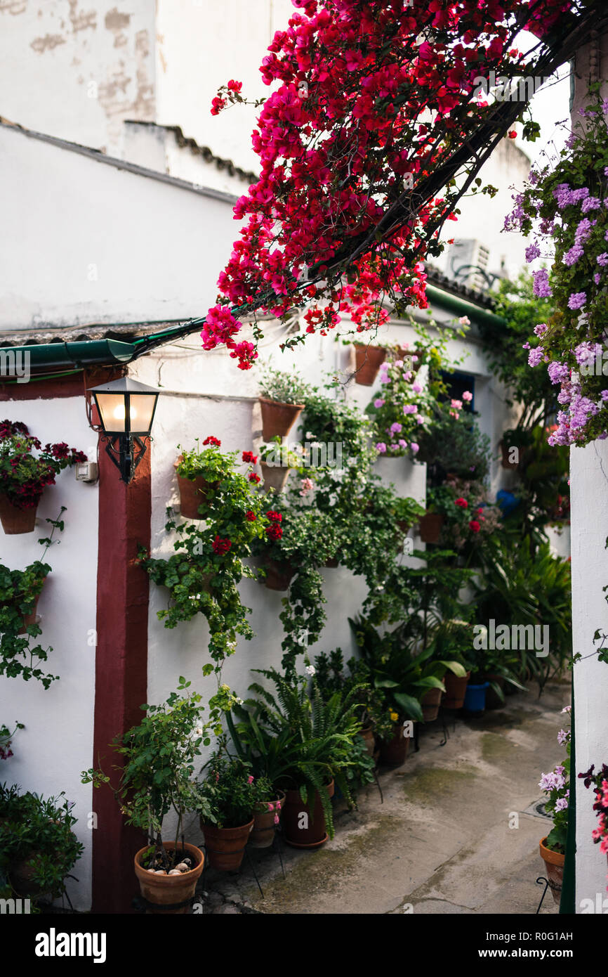 Typical andalusian courtyard in Cordoba, Andalusia Spain with a lot of ...