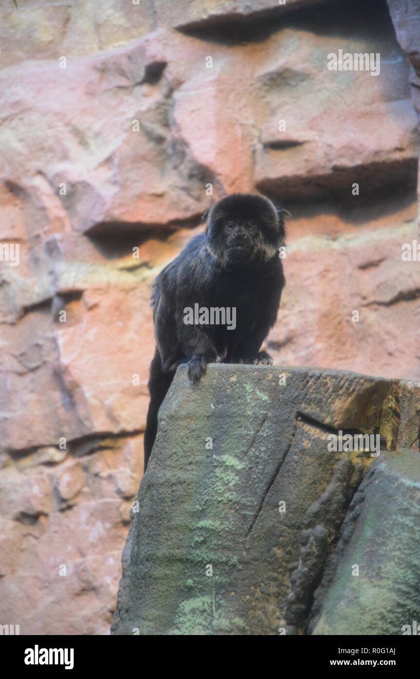 Monkey genitals hi-res stock photography and images - Alamy