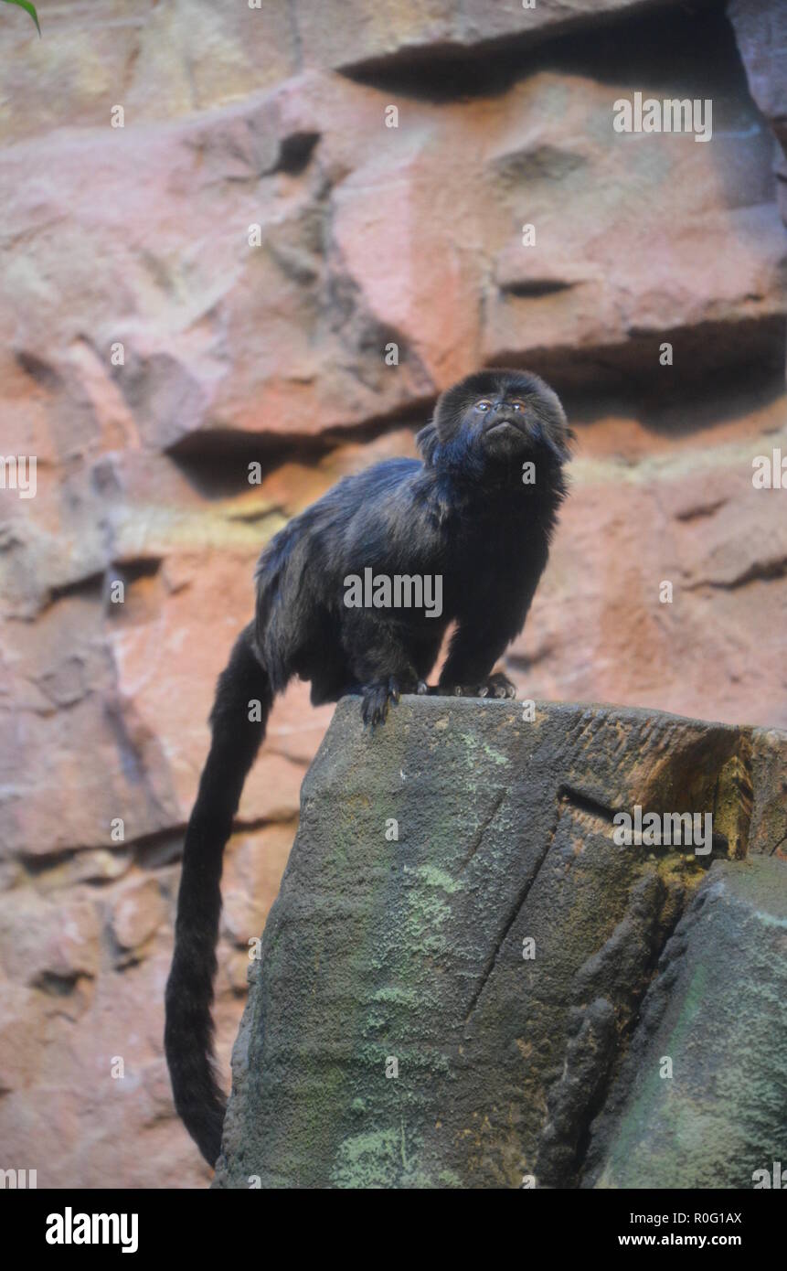 Monkey genitals hi-res stock photography and images - Alamy