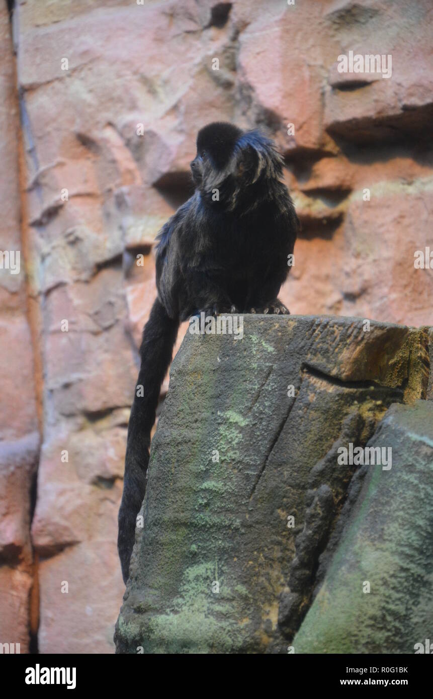 Monkey genitals hi-res stock photography and images - Alamy