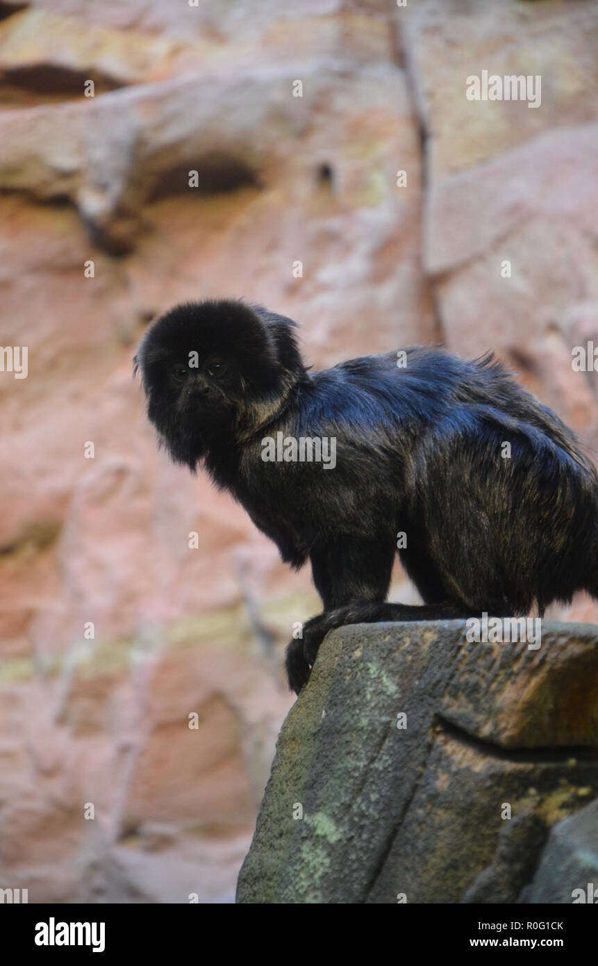 Monkey genitals hi-res stock photography and images - Alamy