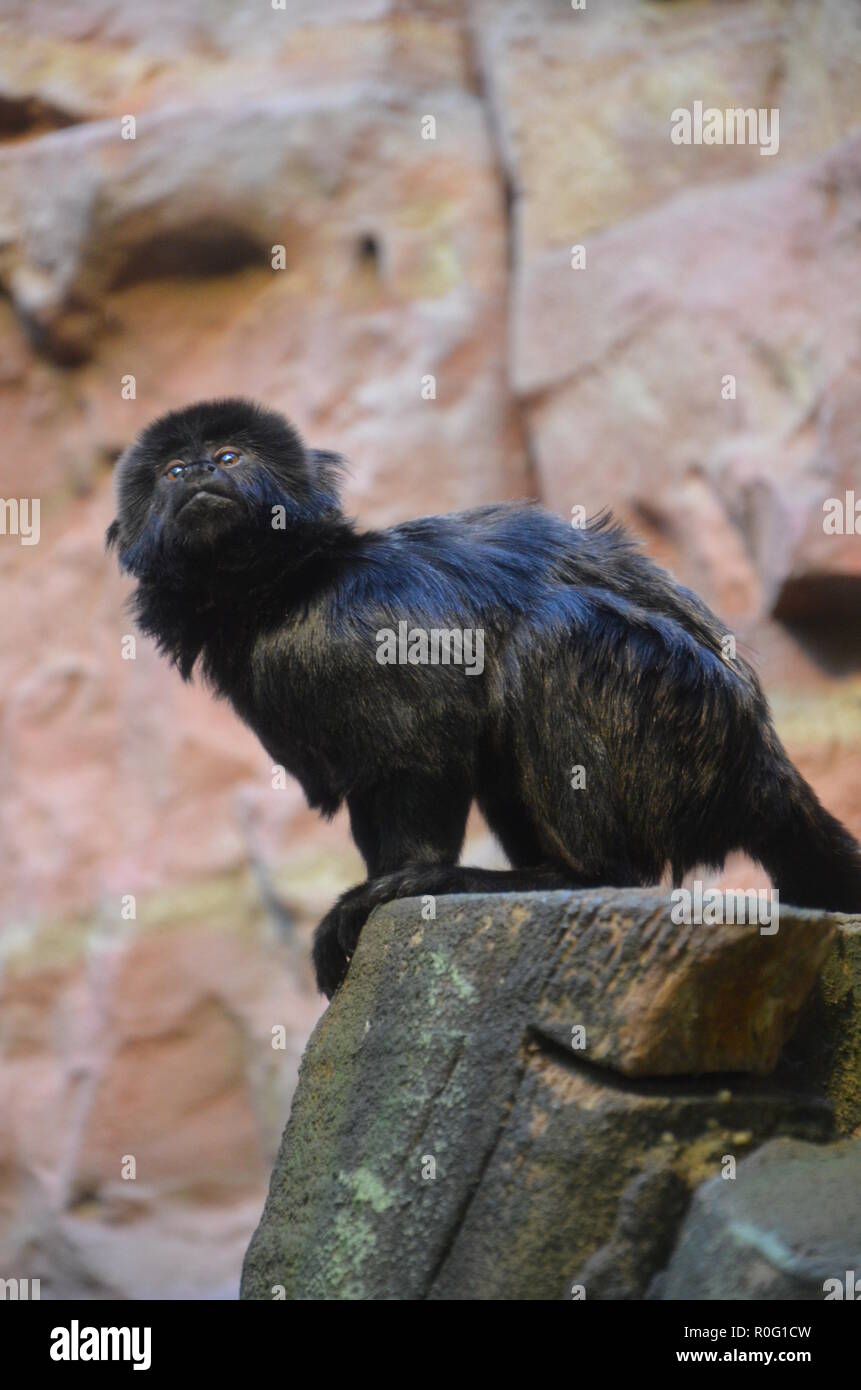 Monkey genitals hi-res stock photography and images - Alamy