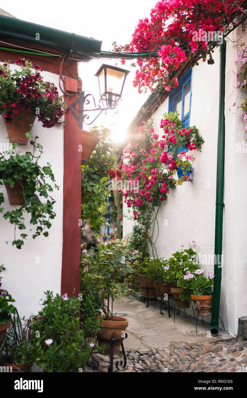 Typical andalusian courtyard in Cordoba, Andalusia Spain with a lot of ...