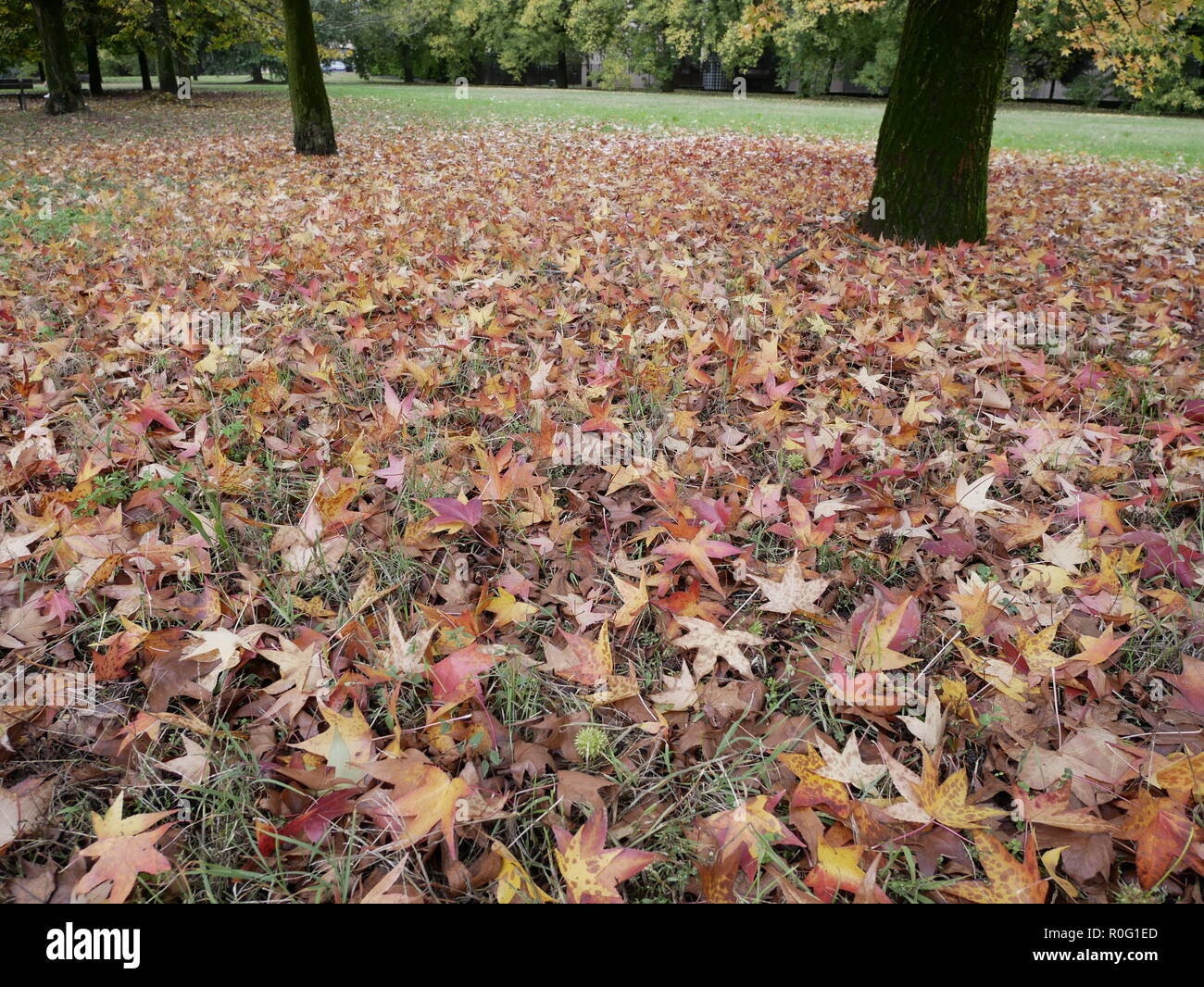 Autumn Colors in a Public Park. Fall. Autumnal Foliage Stock Photo - Alamy