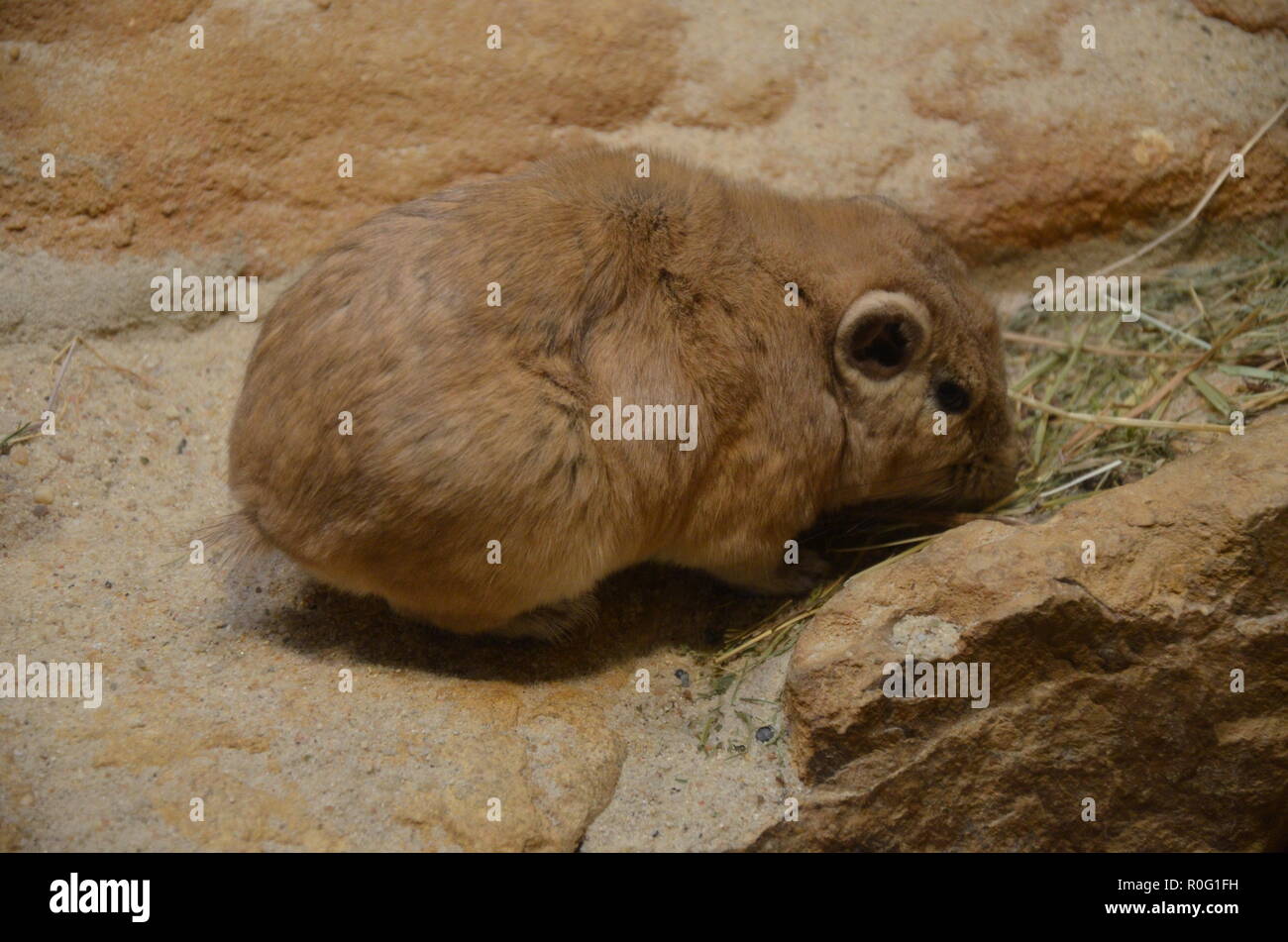 Common gundi (Ctenodactylus gundi Stock Photo - Alamy