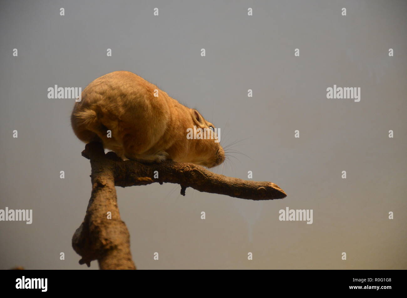 Common gundi (Ctenodactylus gundi Stock Photo - Alamy