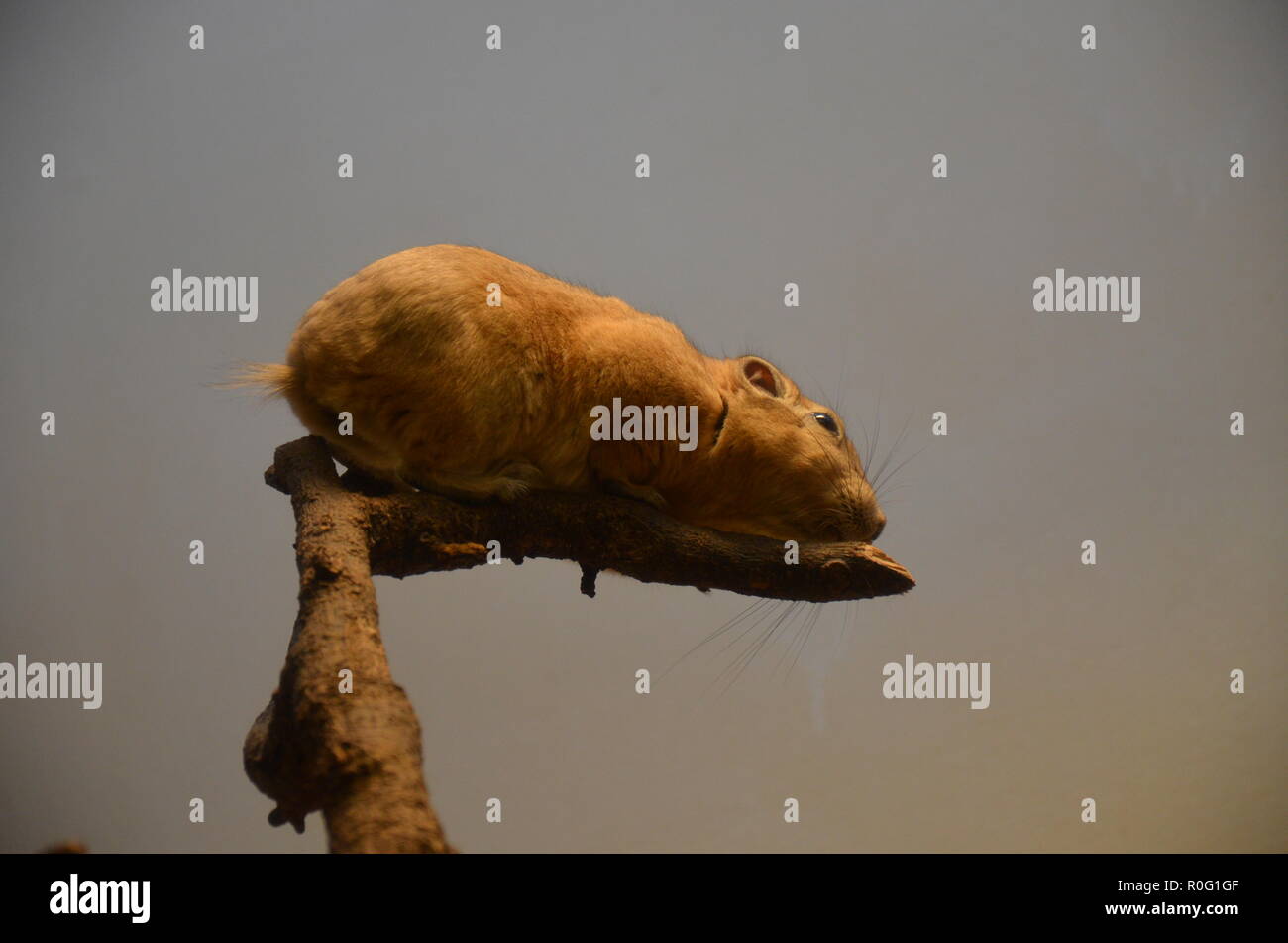 Common gundi (Ctenodactylus gundi Stock Photo - Alamy