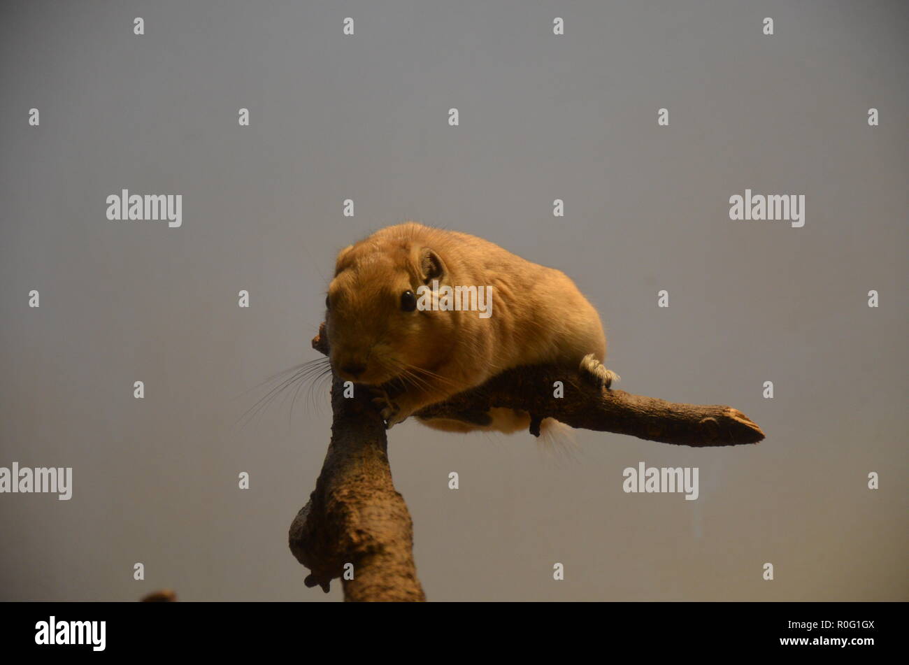 Common gundi (Ctenodactylus gundi Stock Photo - Alamy