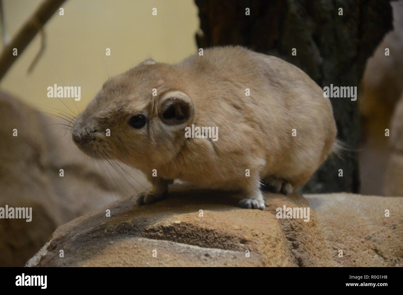 Common gundi (Ctenodactylus gundi Stock Photo - Alamy