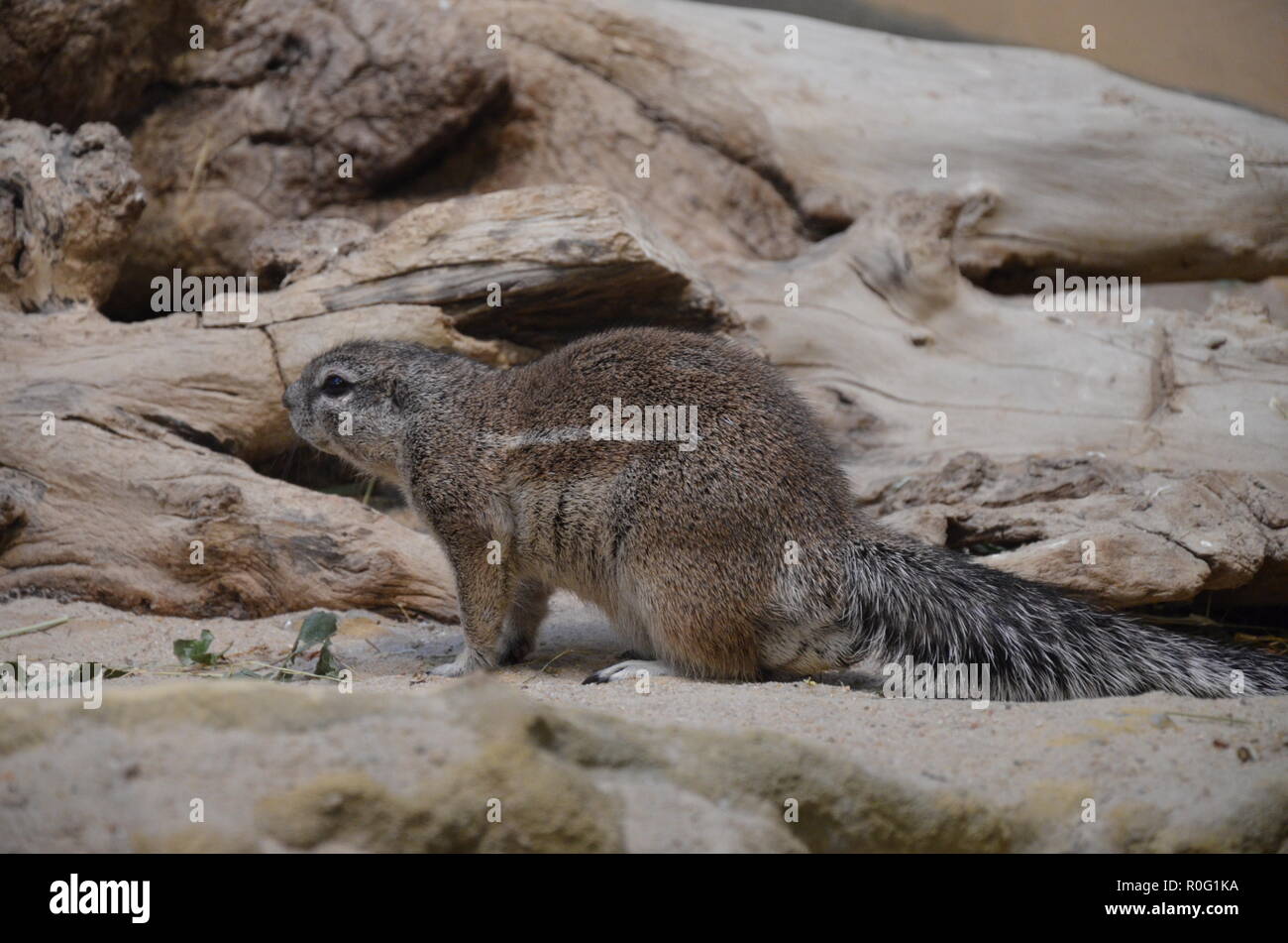 Round tail ground squirrel hi-res stock photography and images - Alamy