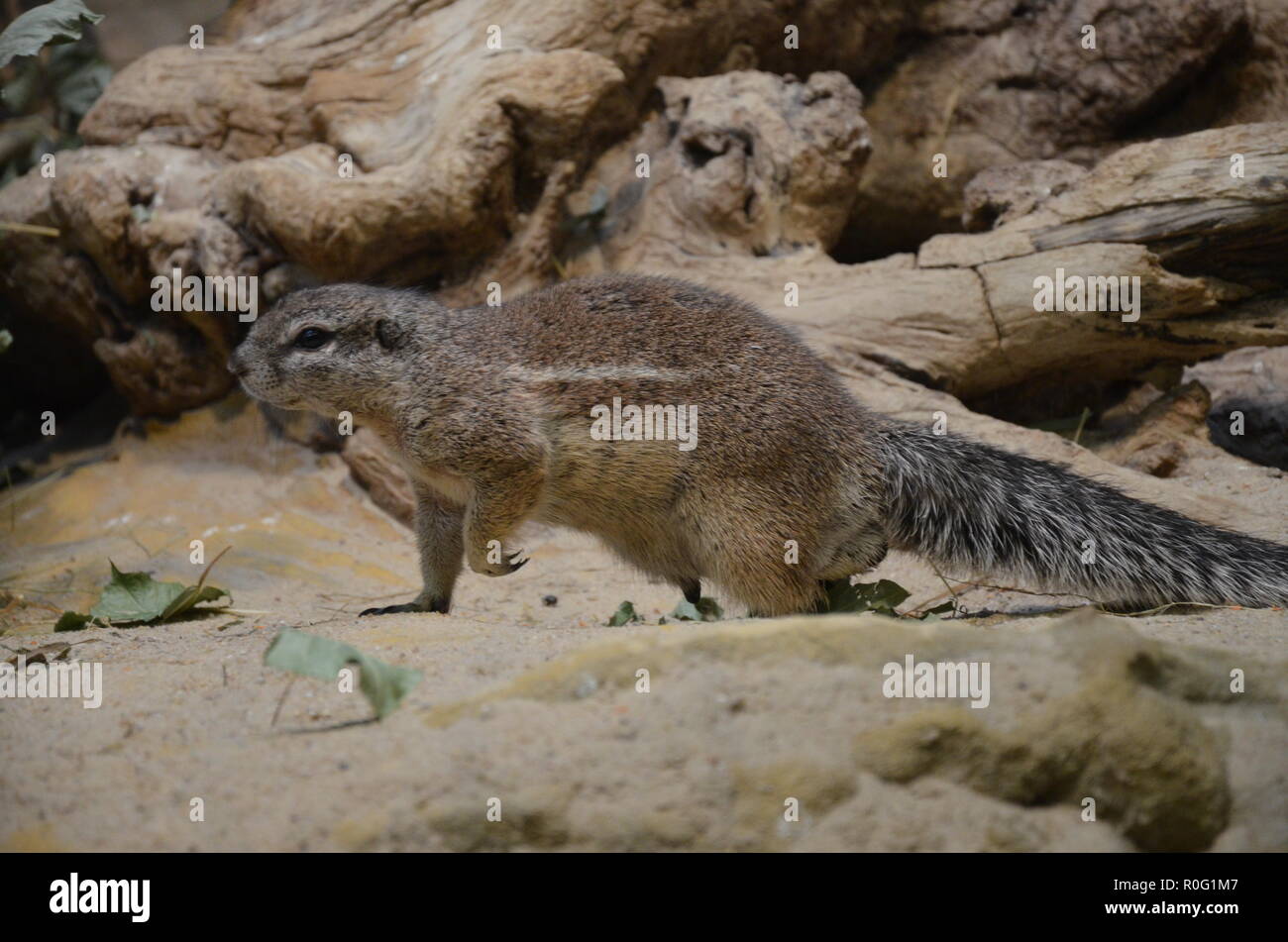 Round tail ground squirrel hi-res stock photography and images - Alamy