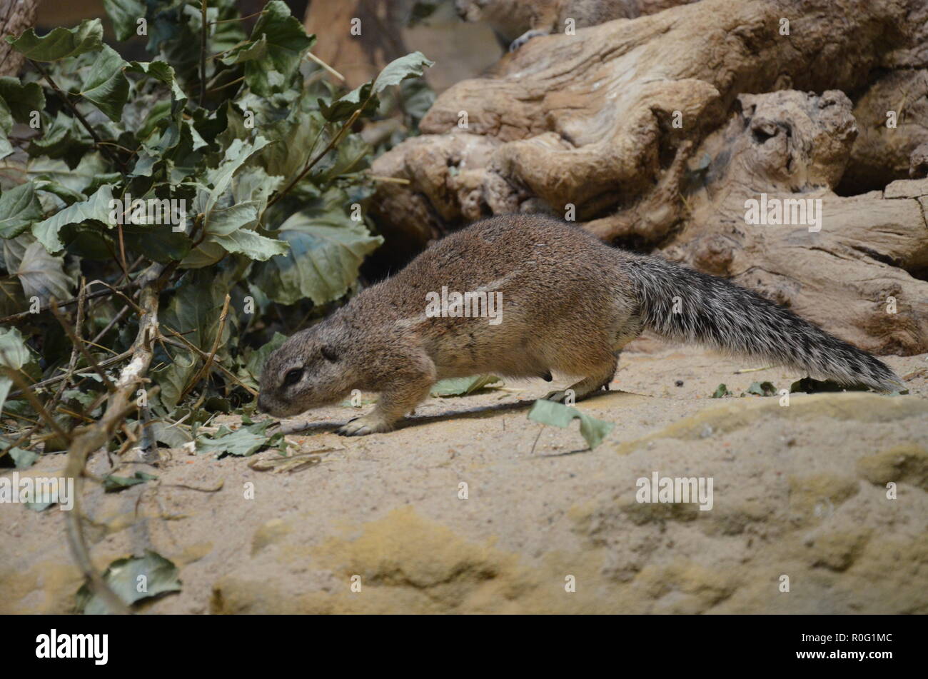 Ground squirrel creeping over sand Stock Photo - Alamy