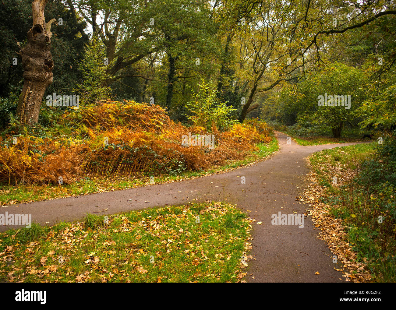Paths through woodland in Autumn, Southampton Common, Southampton ...