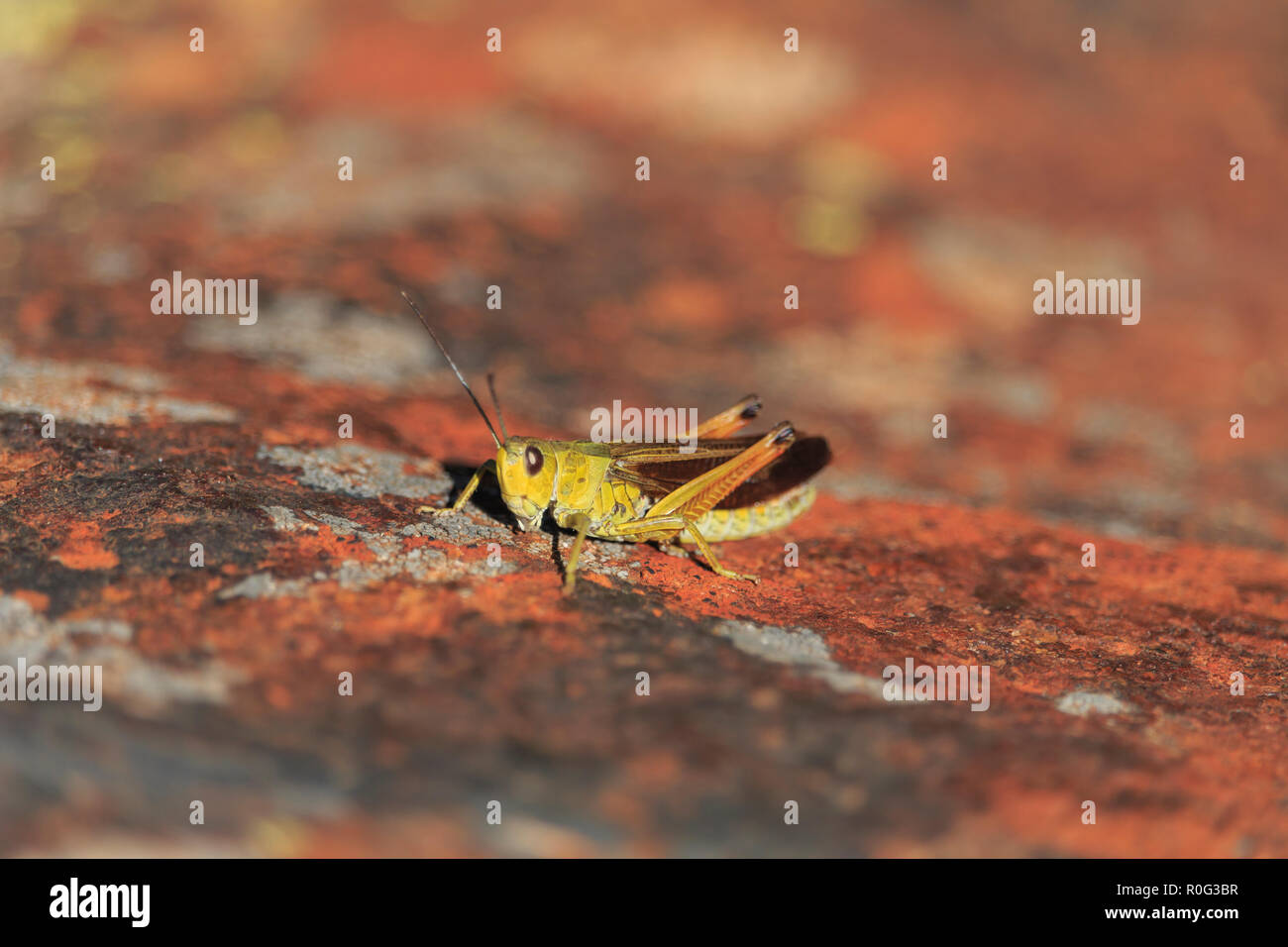 Ground hopper hi-res stock photography and images - Alamy