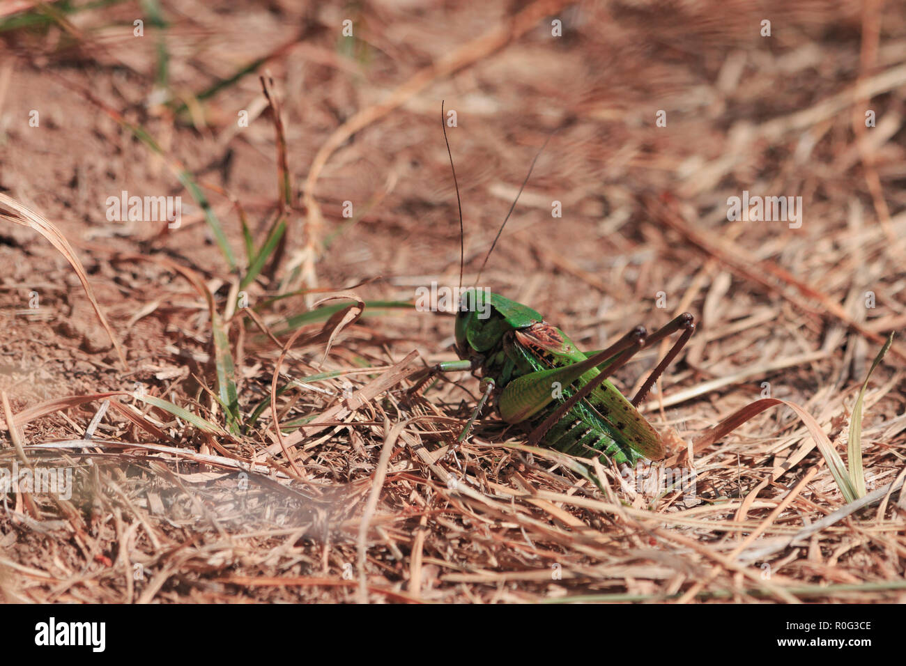 Ground hopper hi-res stock photography and images - Alamy